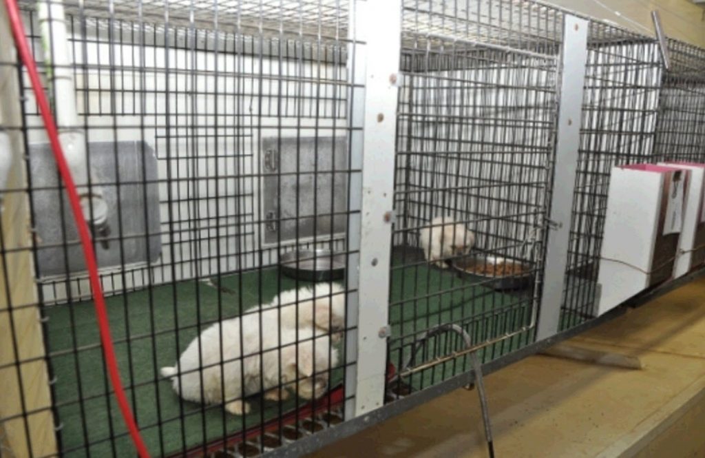 What Is A Commercial Dog Breeder