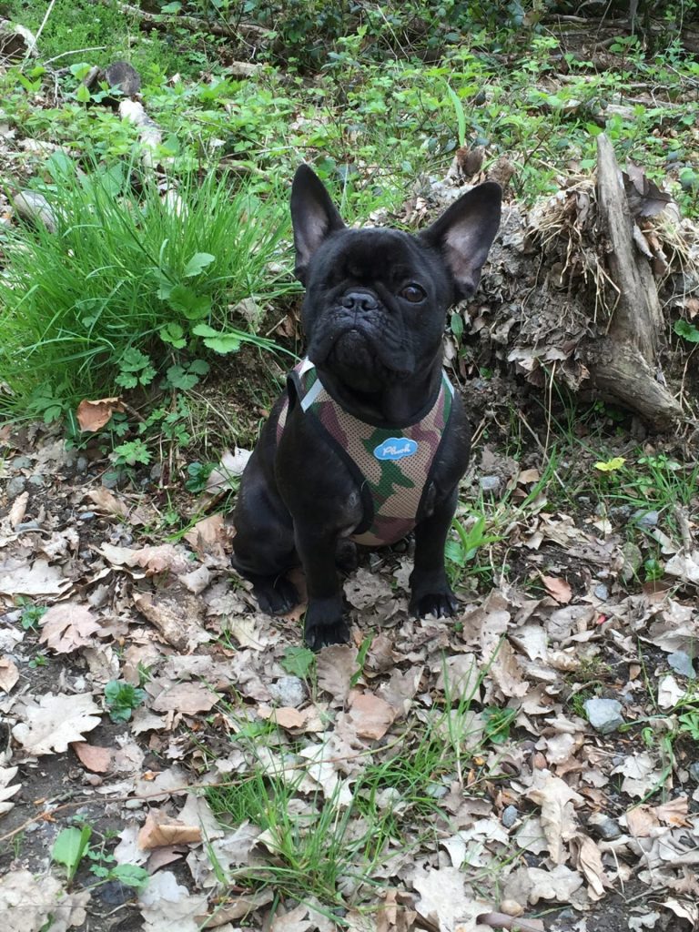 Odin-der-Frenchie: The Little One-eyed French Bulldog Pirate - Stop ...