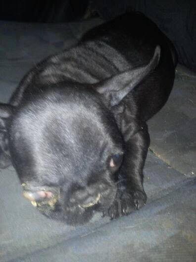 Odin-der-Frenchie: The Little One-eyed French Bulldog Pirate - Stop ...