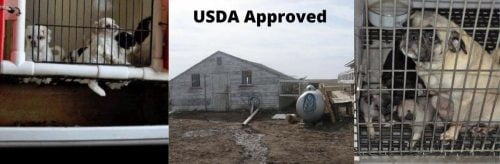 What is a USDA Dog Breeder - Stop Online Puppy Mills