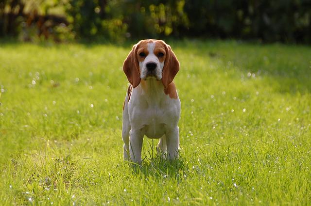 Buying A Beagle